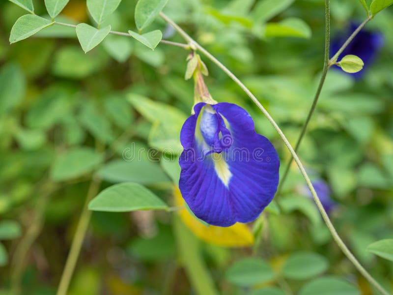 Butterfly Pea, Clitoria Ternatea Flower Stock Photo - Image of color ...