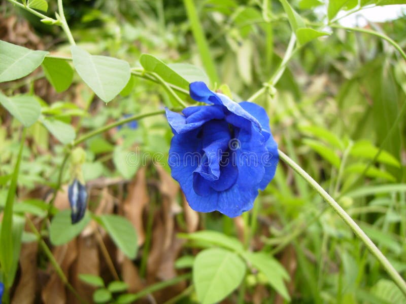 Butterfly Pea Clitoria Ternatea Flower on Tree Stock Image - Image of ...