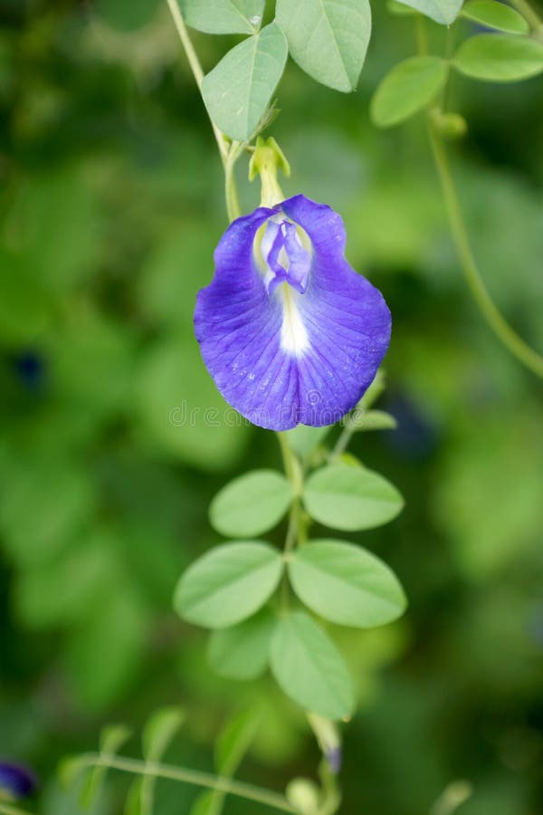 Butterfly Pea flower stock photo. Image of blossom, horticulture - 33860896