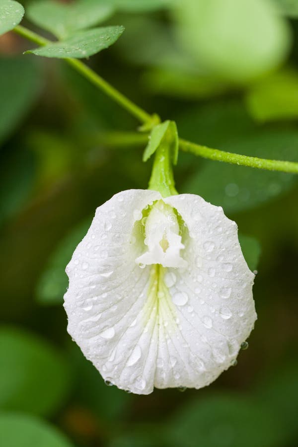 Butterfly pea flower stock image. Image of horticulture - 44931809