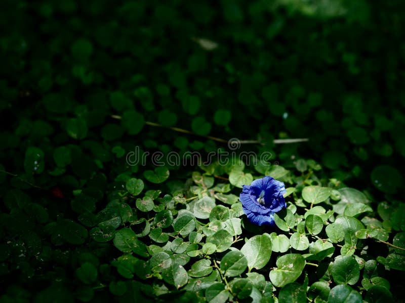 Butterfly Pea Flower on Roundleaf Bindweed Stock Photo - Image of flora ...