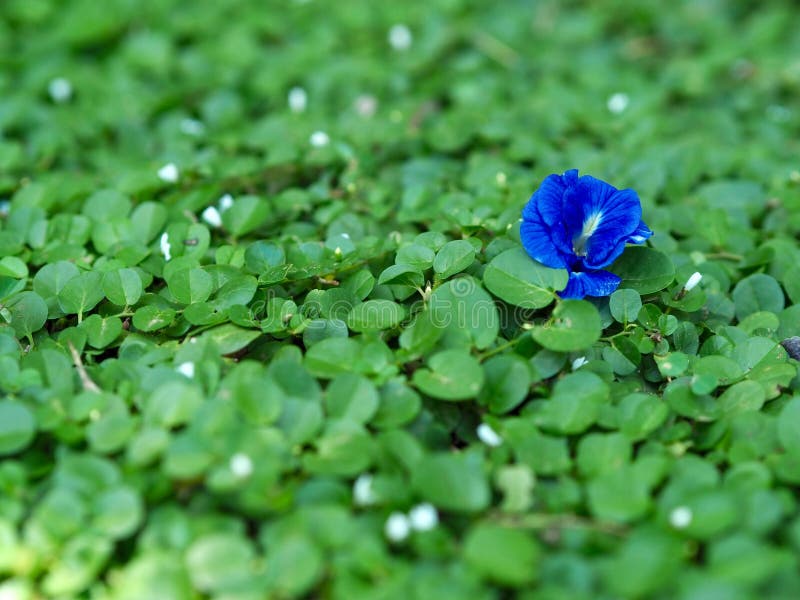 Butterfly Pea Flower on Roundleaf Bindweed Stock Photo - Image of ...