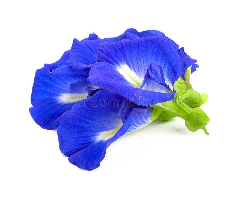 Butterfly Pea Flower on White Background Stock Photo - Image of violet ...