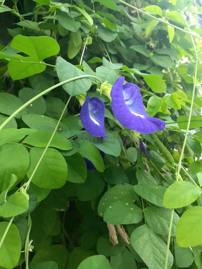 Butterfly Pea Flowers that Grows Upward Stock Photo - Image of botany ...