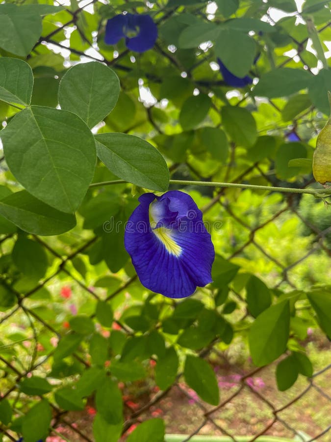 Nism Stock Photos - Free & Royalty-Free Stock Photos from Dreamstime