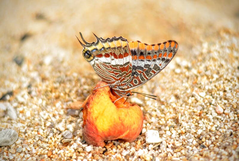 Butterfly and peach stock image. Image of silence, beach - 92611277