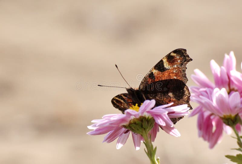 Chrysanthemum Cleopatra Stock Photos - Free & Royalty-Free Stock Photos ...