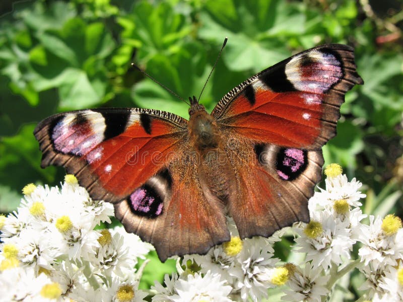 The Butterfly Peacock (Inachis Io) Stock Image - Image of felt, escape ...