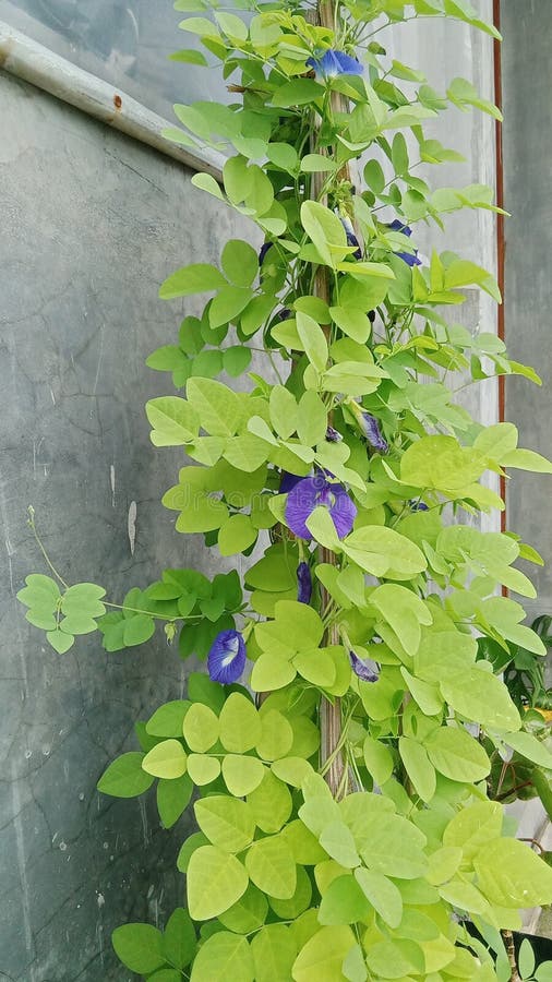 Butterfly Peas Tree One Natural Dyes Plants Stock Photos - Free ...