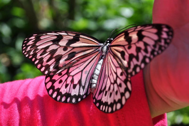 Butterfly with people stock photo. Image of green, love - 16967514