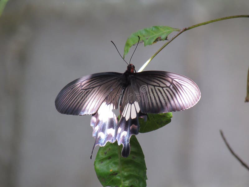 Butterfly Perch on Branches. Stock Image - Image of floral, white: 75170945