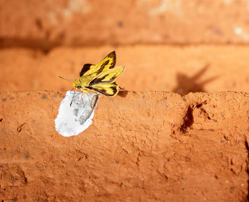 Butterfly perch on brick. stock photo. Image of nature - 33617508