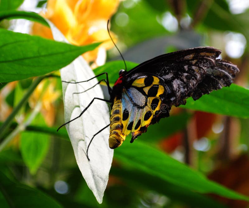 Butterfly Perch stock image. Image of bugs, pretty, plant - 113400913