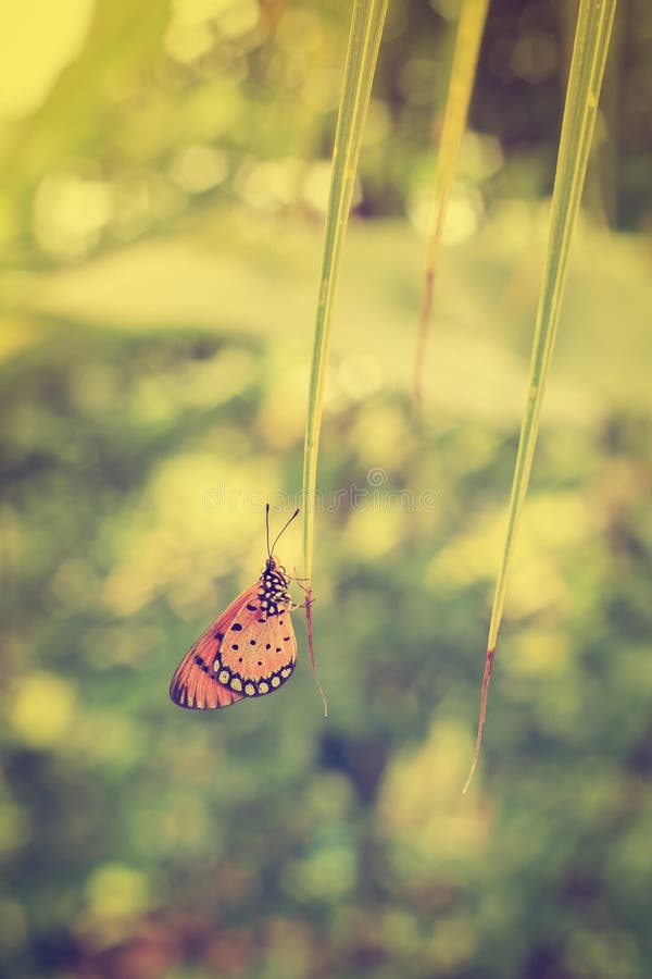 Butterfly Perch Leave of Coconut Tree Stock Image - Image of nature ...