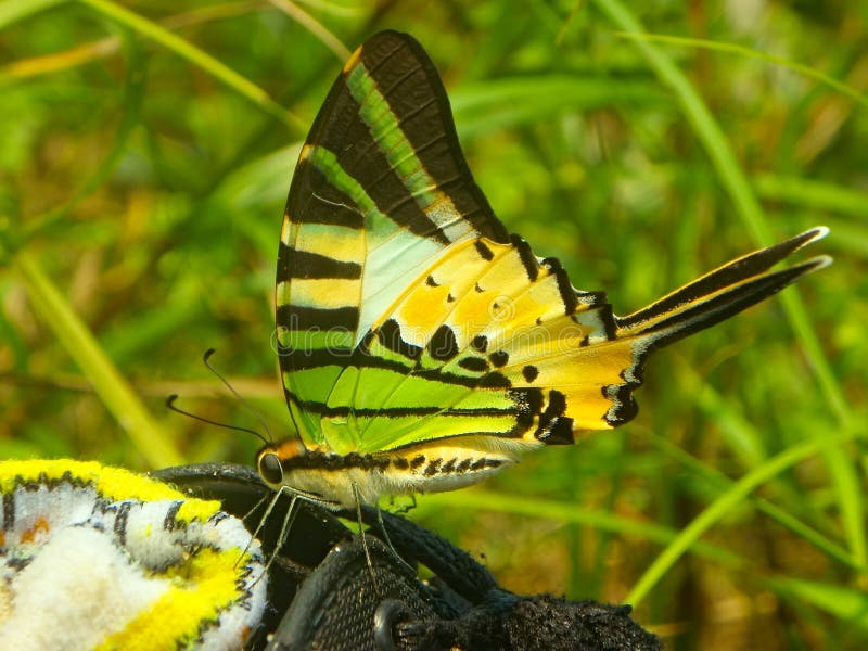 A Butterfly Perch on Flower Stalks Stock Photo - Image of garden, perch ...