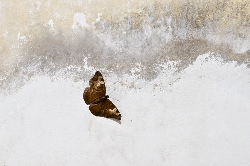 Butterfly Perch on a White Wall. Stock Image - Image of tropical ...