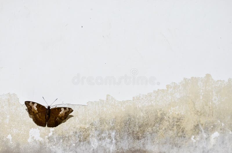 Butterfly Perch on a White Wall. Stock Image - Image of decor, design ...