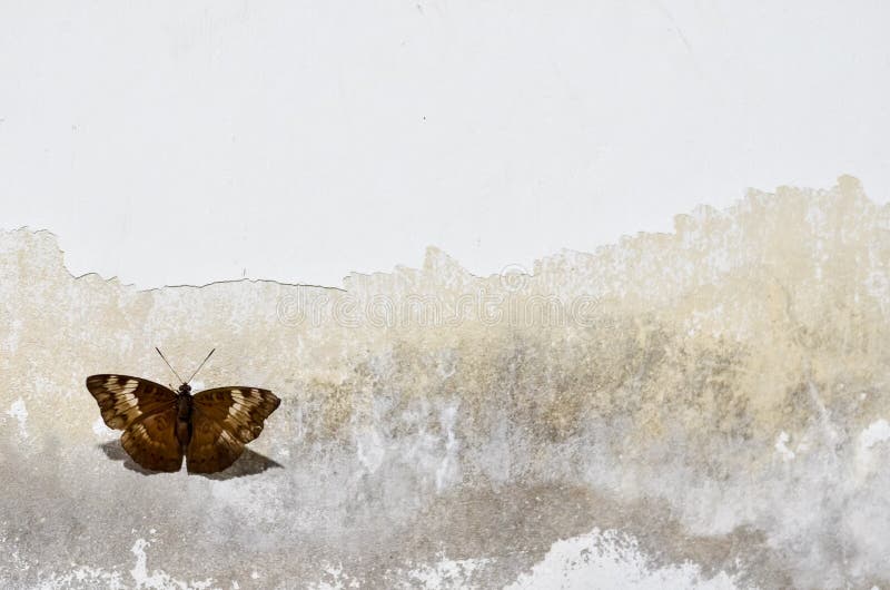 Butterfly Perch on a White Wall. Stock Image - Image of natural ...