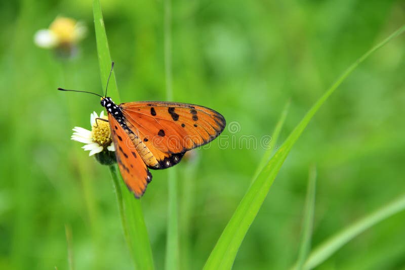 Butterfly Perch on Wildflower Stock Photo - Image of blurred, flower ...