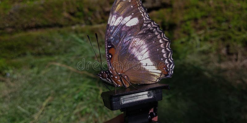 The Butterfly is Perched on the Camera`s Lighting Lamp Stock Image ...