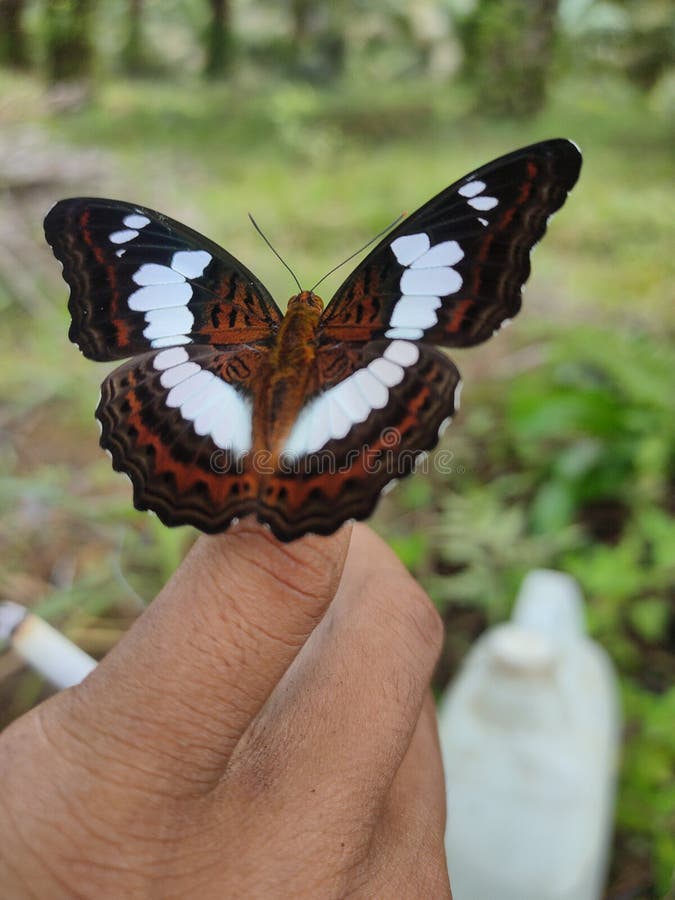 Butterfly on Finger stock photo. Image of spotted, yellow - 40985734