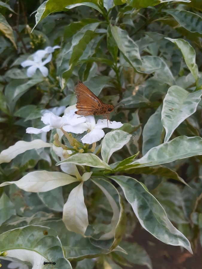A Butterfly Perched on a Jasminum Sambac Flower Stock Photo - Image of ...