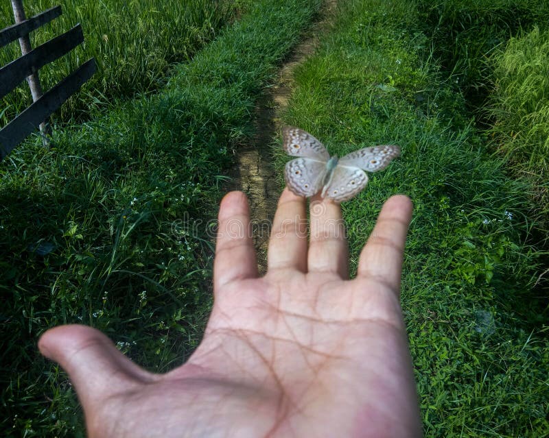 The Butterfly Perches on the Hand Stock Image - Image of countryside ...