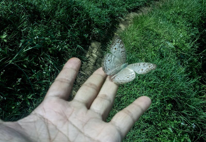 The Butterfly Perches on the Hand Stock Image - Image of reptile ...