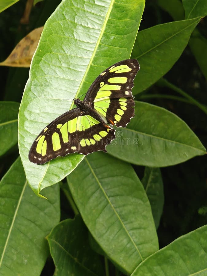 Butterfly Perfect Colour Match Stock Photo - Image of colour, butterfly ...
