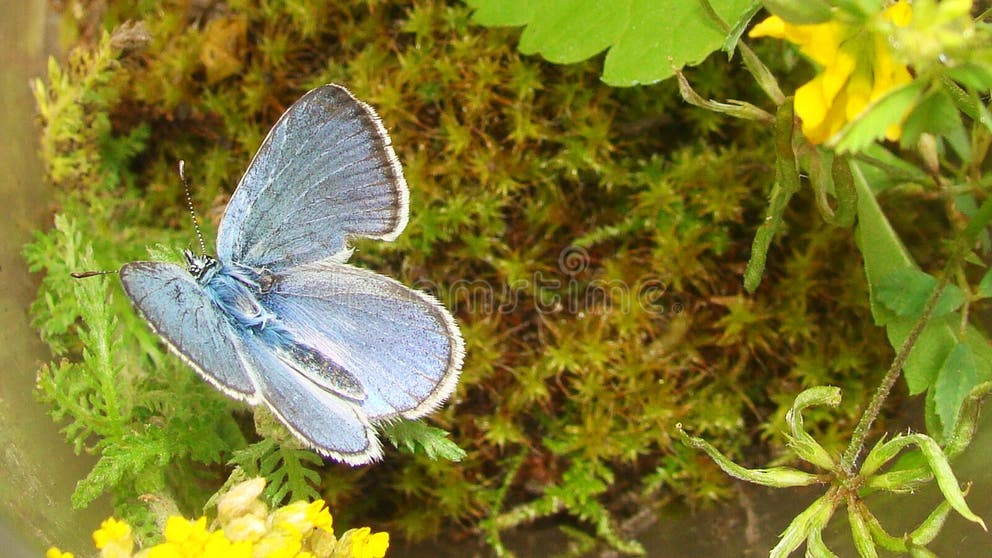 Butterfly | Pet stock photo. Image of butterfly, micro - 134943812