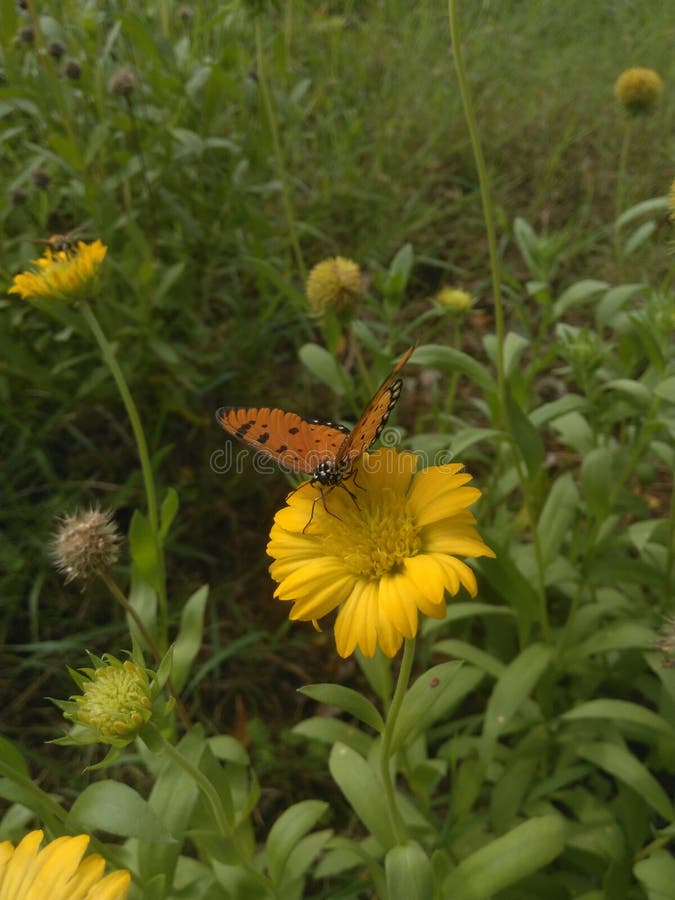 The Butterfly Pick Out Pollen the Flower Stock Image - Image of spring ...