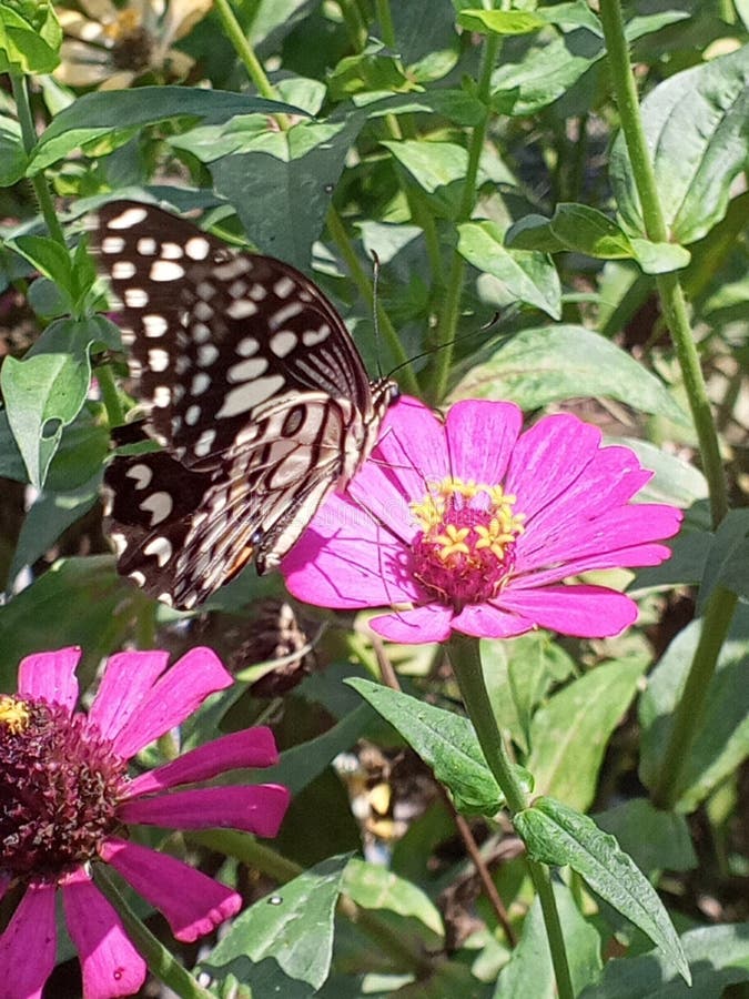 Butterfly on a ping flower stock photo. Image of natural - 306733538