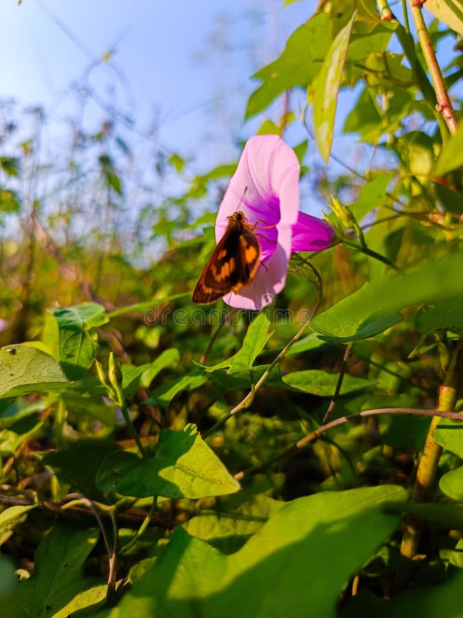 Butterfly on Pink Morning Glory in Natural Light Stock Image - Image of ...