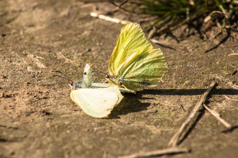 Butterfly Play and Make Love in the Spring Day Macro Insect Stock Image ...