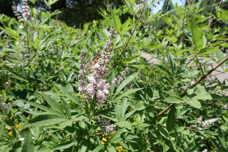 Butterfly Pollinating Pink Flowers of Chaste Tree Stock Photo - Image ...