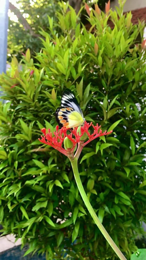 Butterfly Pollination stock footage. Video of flora - 268585970