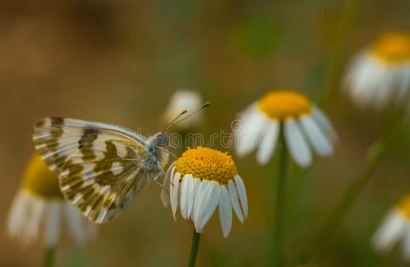 Butterfly Pontia Daplidice Chamomile Flower Stock Photos - Free ...