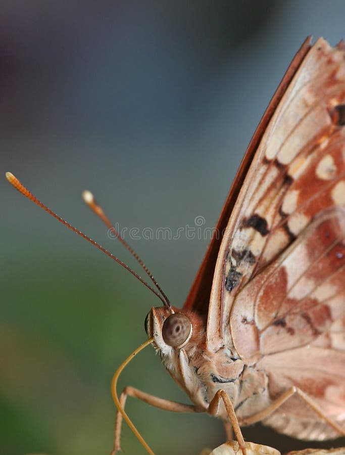 Butterfly portrait stock photo. Image of butterfly, portrait - 1398368