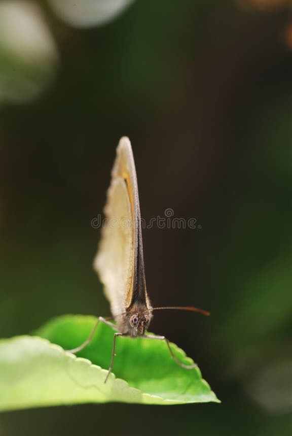 Butterfly portrait stock image. Image of detail, leaf - 2870807