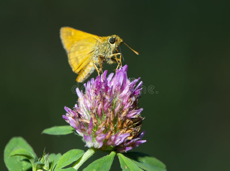 A Butterfly Poses Casually on a Clover Flower Stock Image - Image of ...