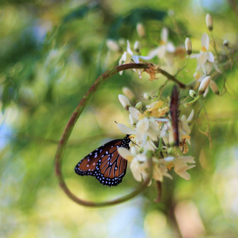 Butterfly Posing on a Flower in a Tree Stock Image - Image of leaf ...