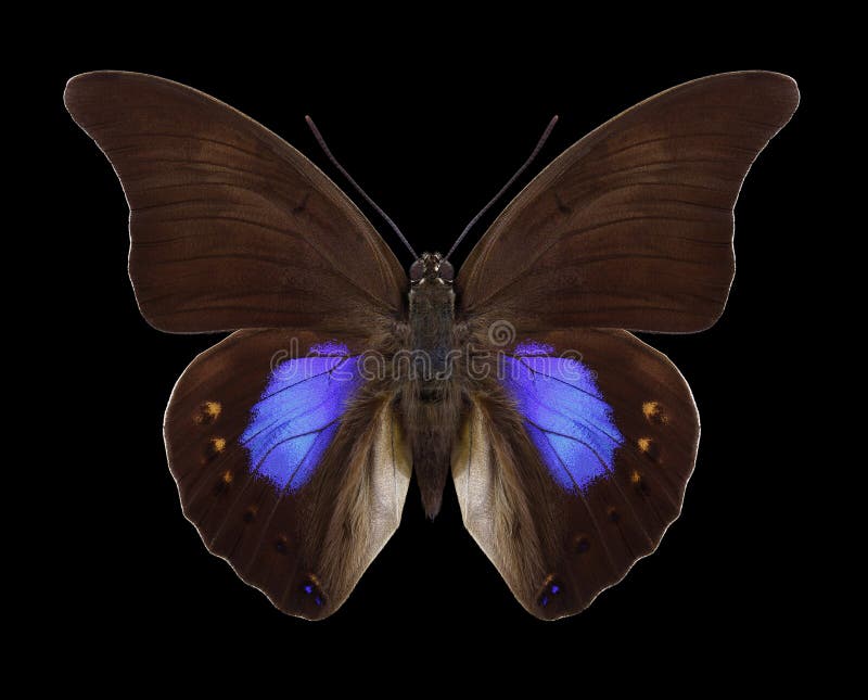 Prepona chromus stock image. Image of beauty, blue, fairy - 10592633