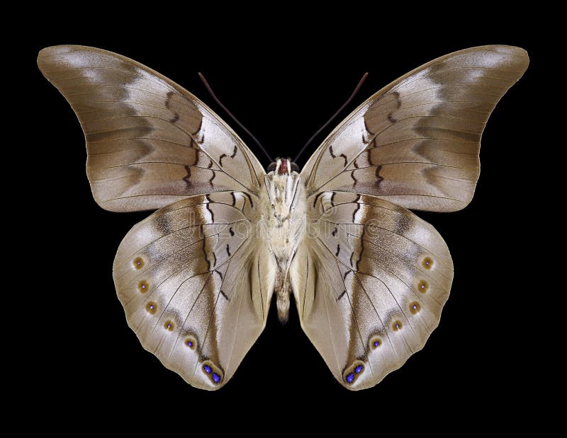 Butterfly Prepona chromus stock image. Image of lepidoptera - 137958531