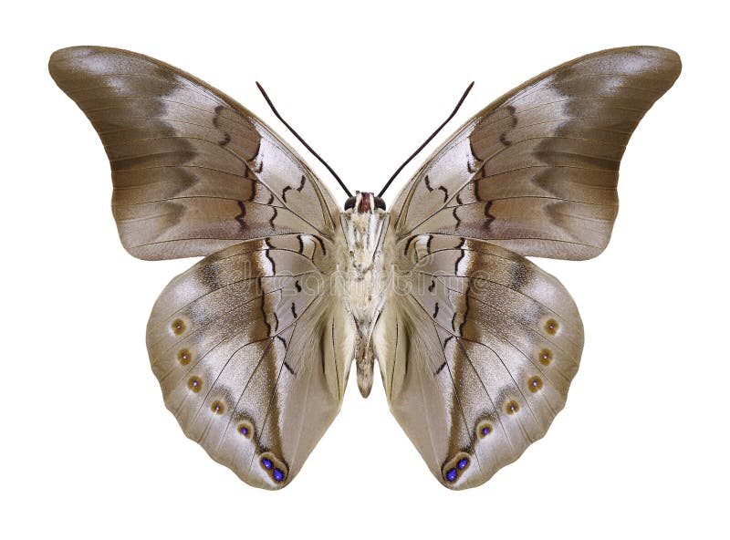 Prepona Chromus Stock Photos - Free & Royalty-Free Stock Photos from ...