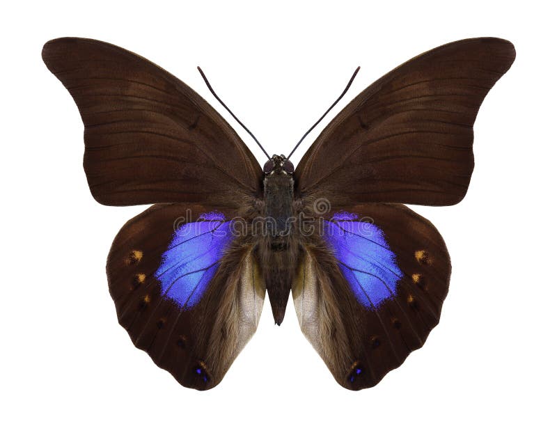 Butterfly Prepona chromus stock image. Image of lepidoptera - 137958531