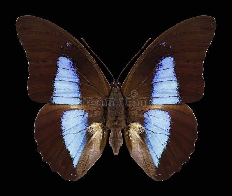 Butterfly Prepona chromus stock image. Image of lepidoptera - 137958531