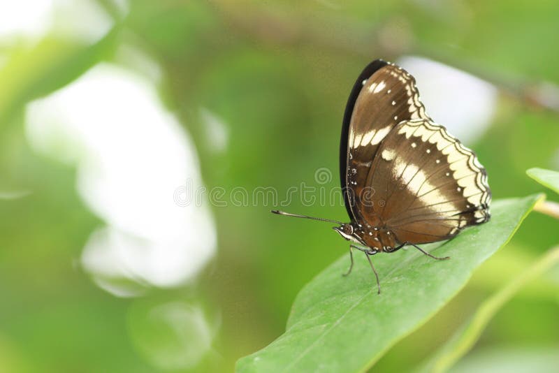 Butterfly stock photo. Image of green, nature, beautiful - 57153732