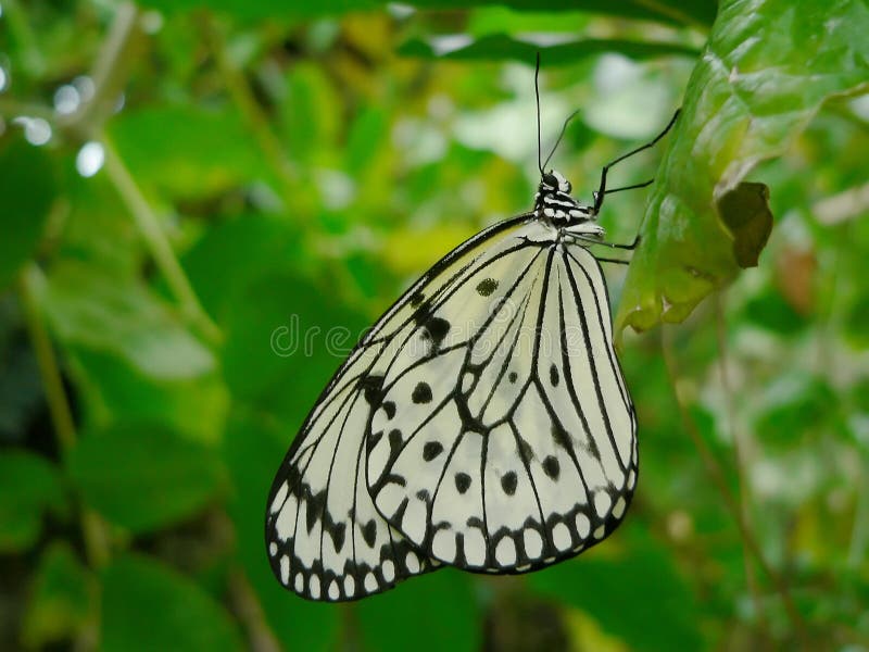 Butterfly profile stock image. Image of white, perch, green - 202365