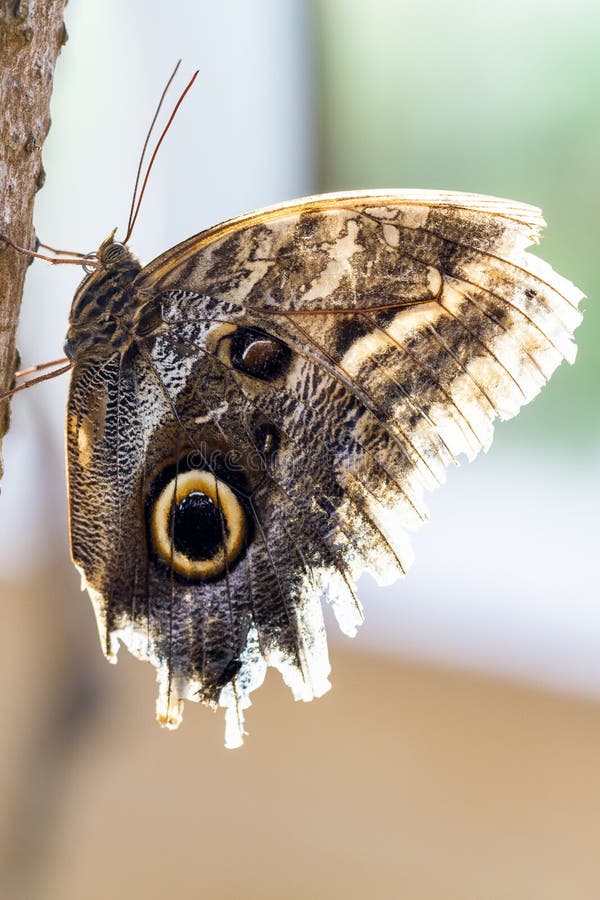 Butterfly profile stock image. Image of camouflage, close - 19168675