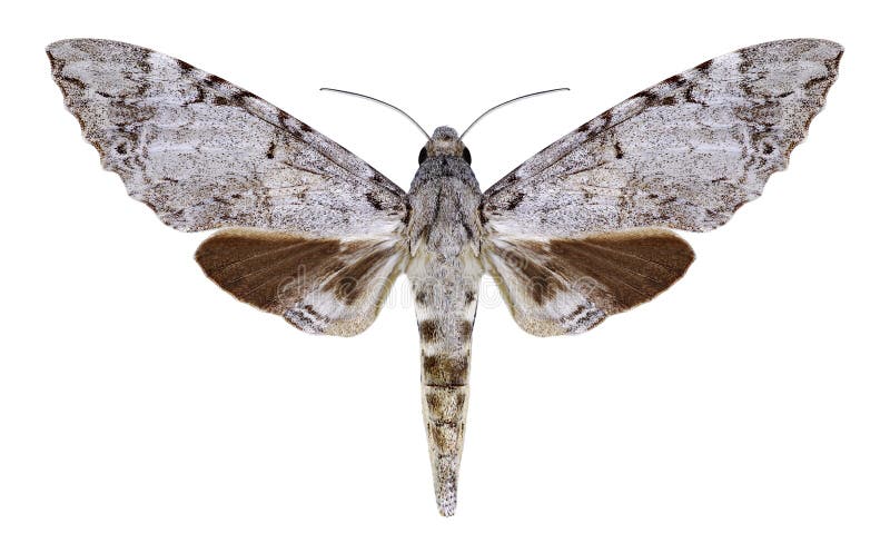 Butterfly Protoparce Stock Photos - Free & Royalty-Free Stock Photos ...